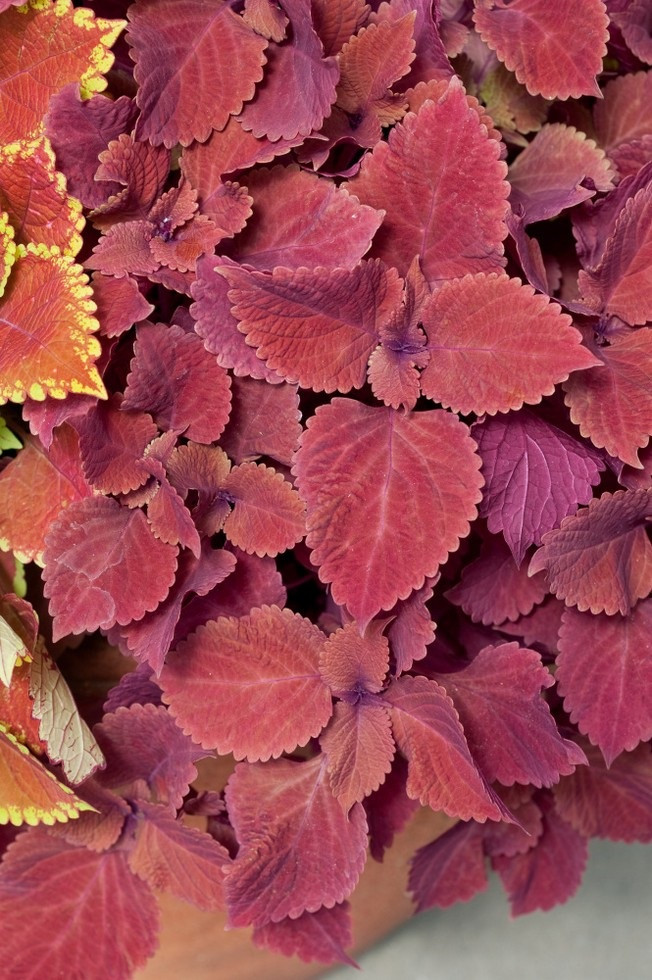 Coleus ´Copa Copper´, Koleus , Okrasná kopřiva, bal. 3 ks, 3x K7