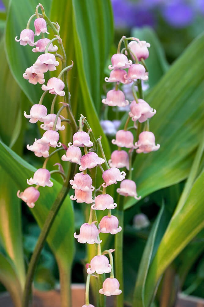 Convallaria majalis ´Rosea´ , Konvalinka vonná , I.