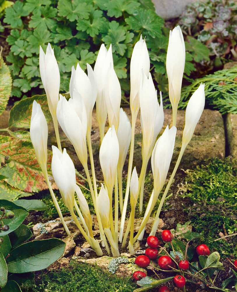 Crocus speciosus ´Albus´, Šafrán podzimní, bal. 15 ks, 5,+