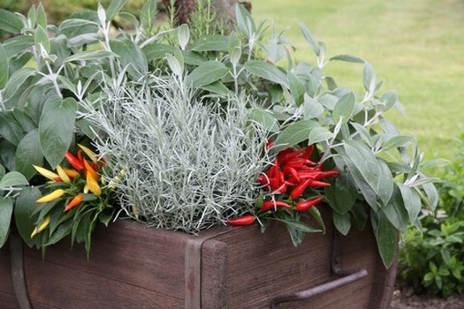 BIO Helichrysum angustifolia , Curry bylinka, K12