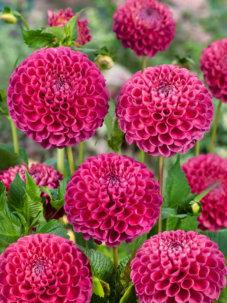 Dahlia ´Jowey Frambo´ , Jiřina, I.