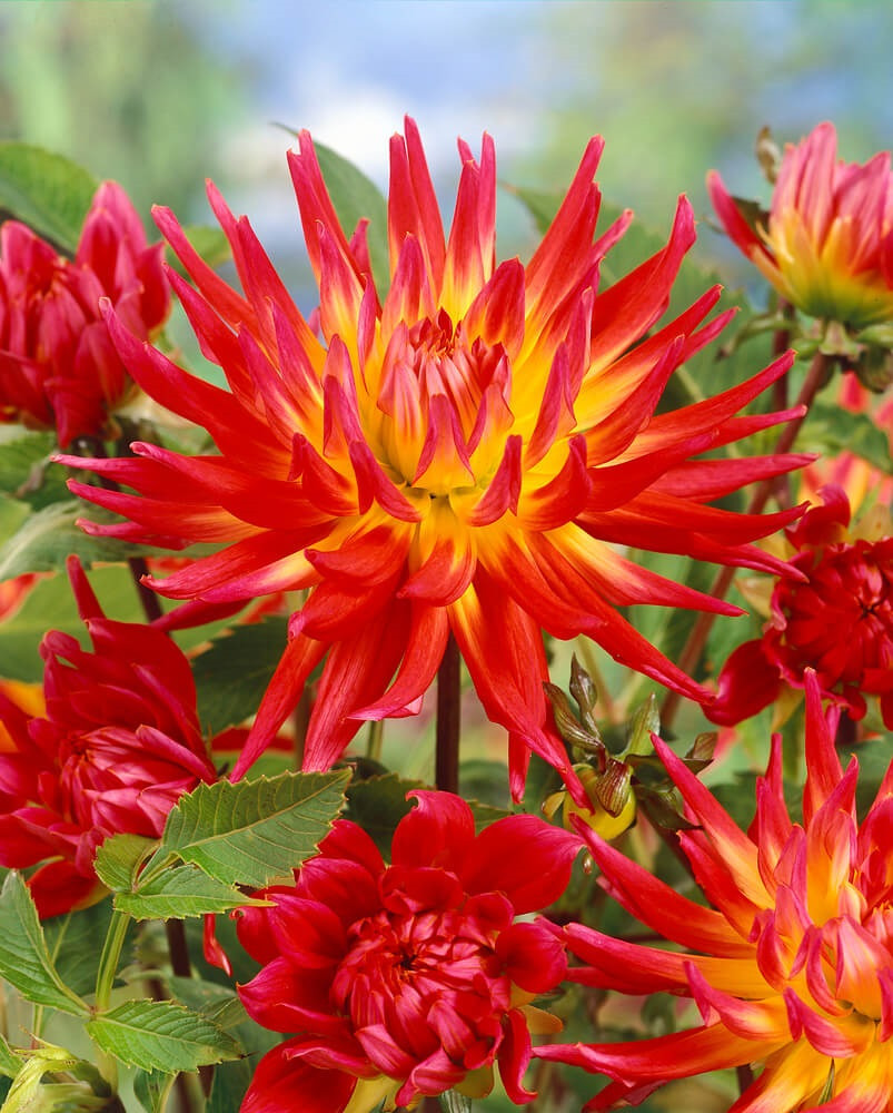 Dahlia ´Bora Bora´ , Jiřina, I.