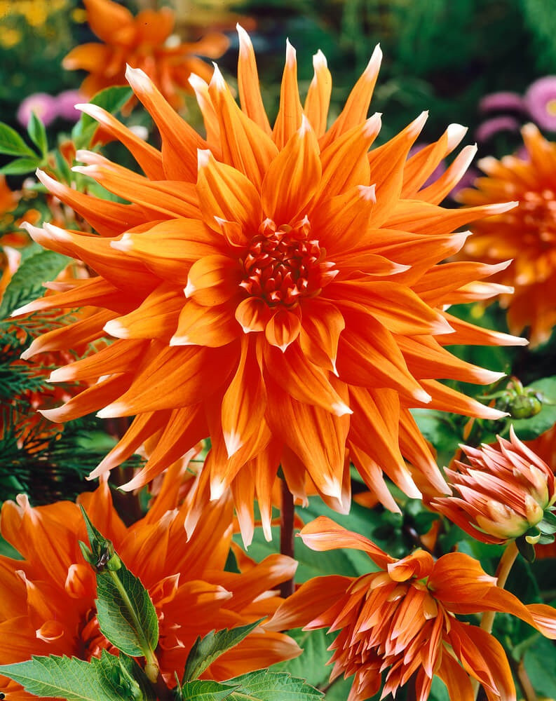 Dahlia ´Color Spectacle´ , Jiřina, I.