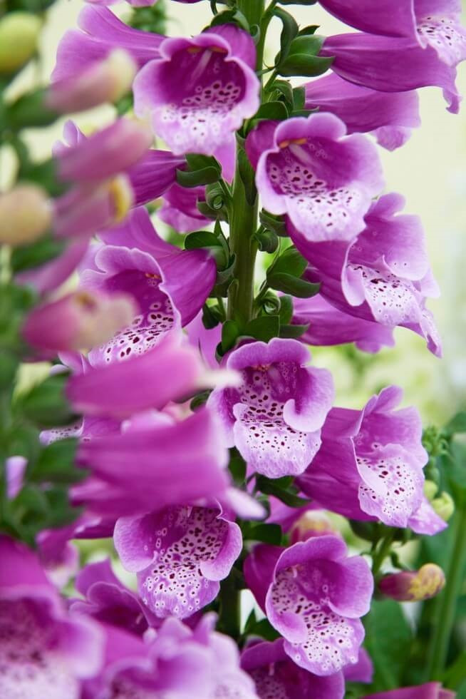 Digitalis purpurea ´Dalmatian Purple´ , Náprstník , C1