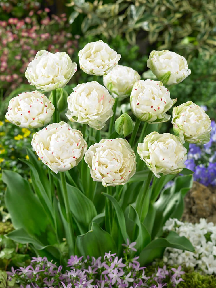 Tulipa ´Danceline´ , Tulipán, bal. 5 ks, 11,12