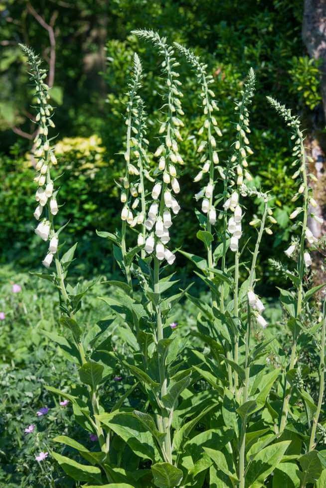 Digitalis purpurea ´Alba´ , Náprstník , C1
