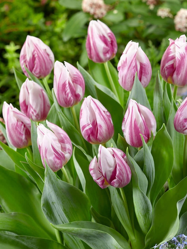 Tulipa ´Flaming Prince´ , Tulipán, bal. 5 ks, 11,12