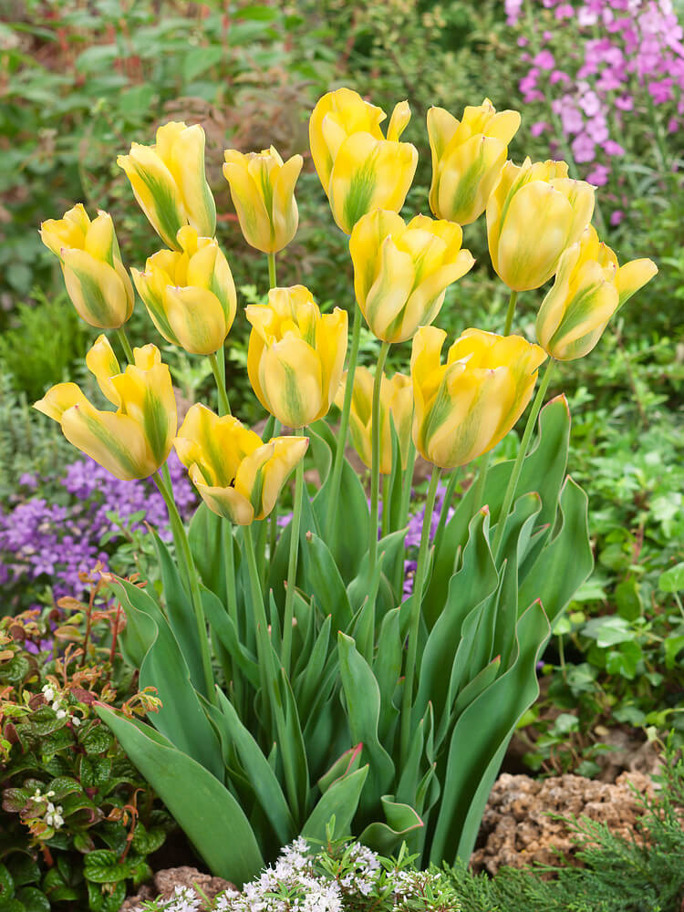 Tulipa ´Formosa´ , Tulipán, bal. 5 ks, 11,12