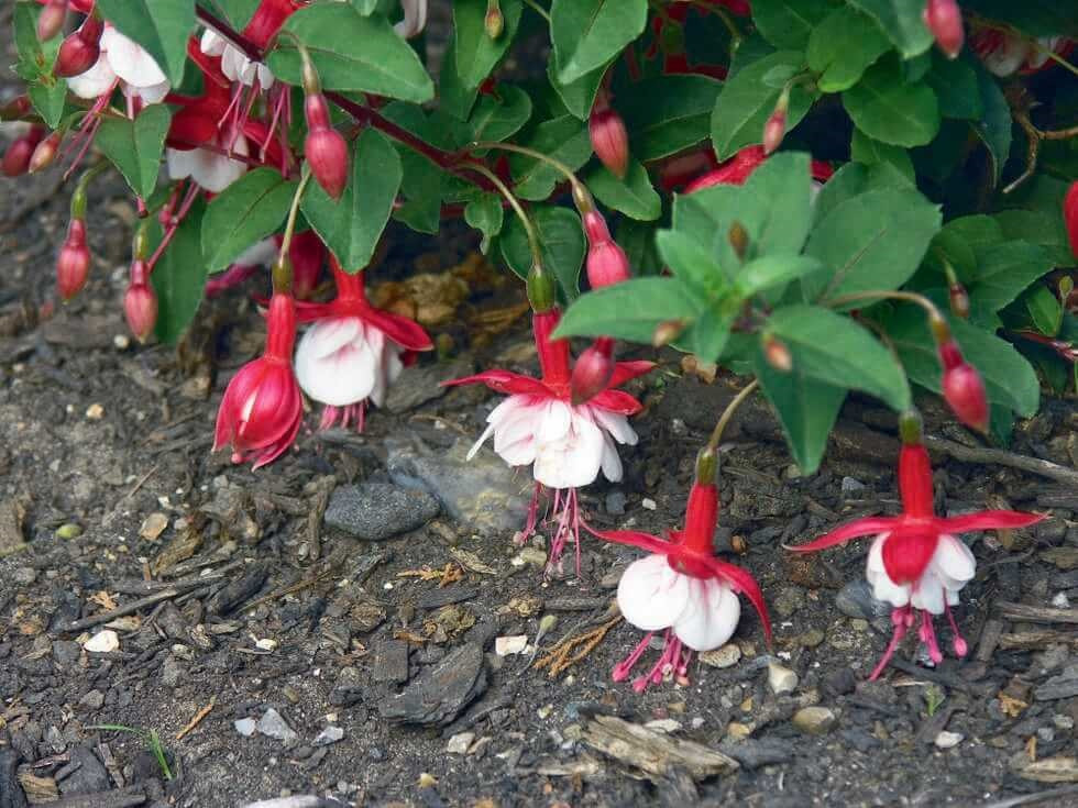 Fuchsia ´Snowcap´ , Fuchsie , bal. 6 ks sadbovačů
