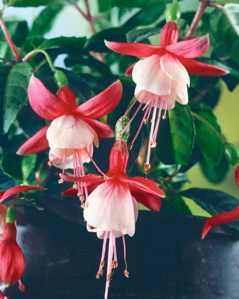 Fuchsia ´Snowcap´ , Fuchsie , bal. 3 ks, 3x K7