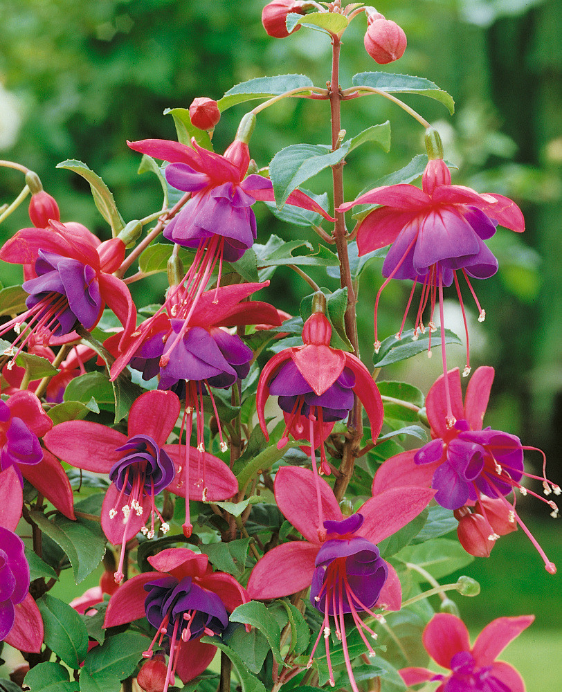 Fuchsia ´General Monk´ , Fuchsie vzpřímená, K7