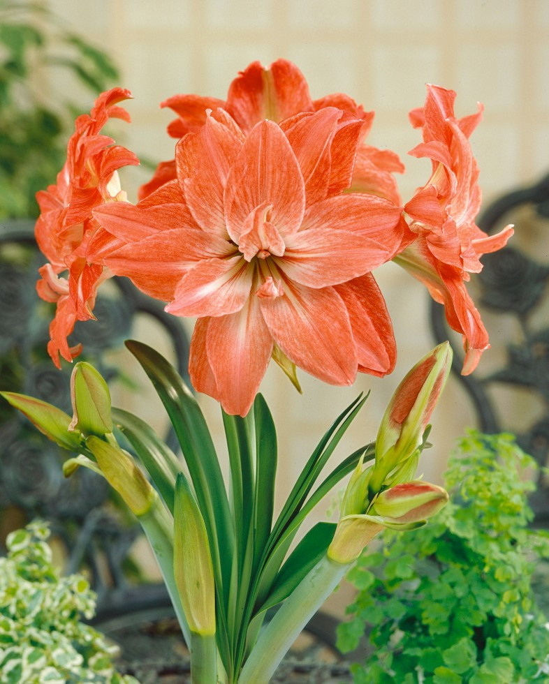 Hippeastrum ´Lady Jane ´, Hvězdník plnokvětý lososový, 28,30