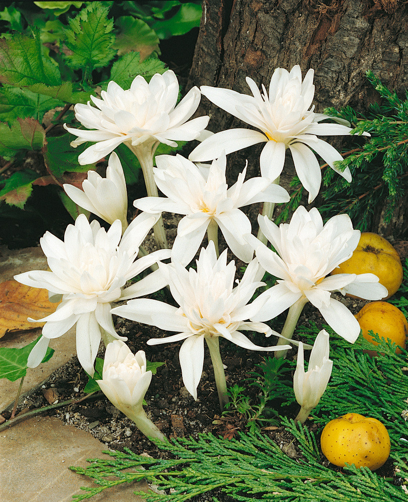 Colchicum autumnale ´Alboplenum´ , Ocún bílý plnokvětý, 13,+