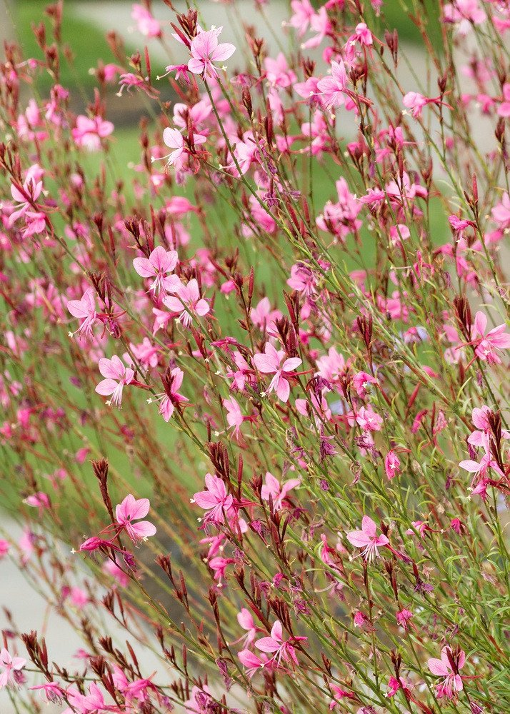 Gaura lindheimeri 'Geyser Pink' , Gaura , K9