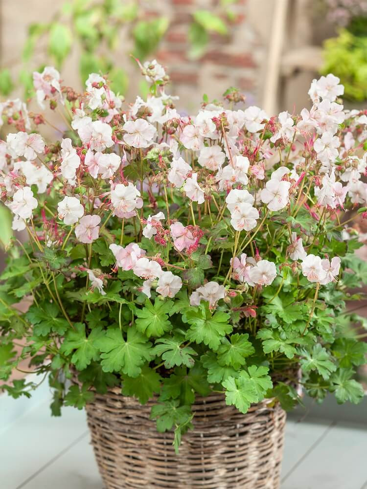 Geranium x hybridum ´St. Ola´ , Kakost, K9