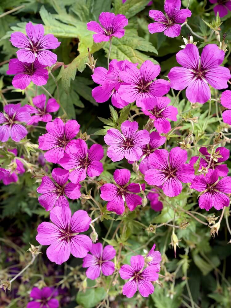 Geranium hybridum ´Pink Penny´ , Kakost, K9