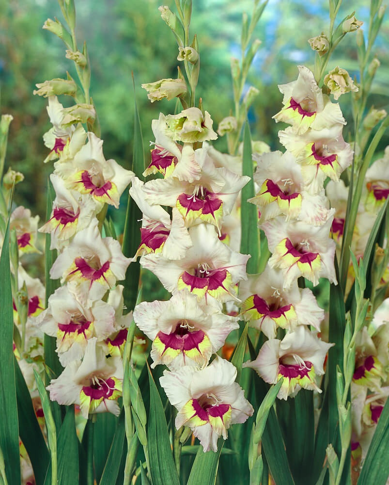 Gladiolus ´Sapporo´ , Mečík, bal. 5 ks, 12,14