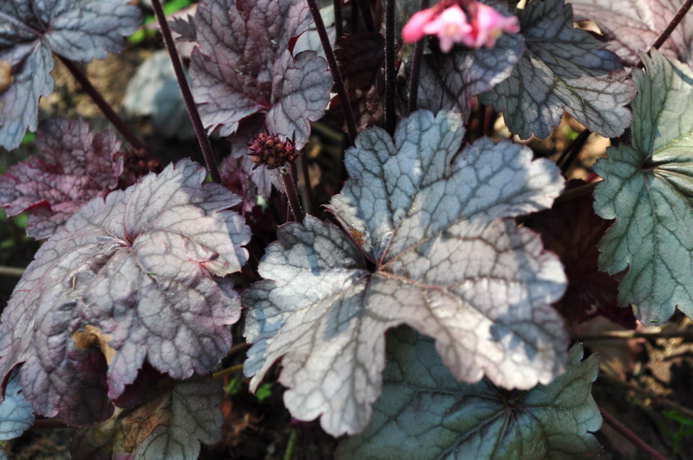 Heuchera 'Milan' , Heuchera , K11
