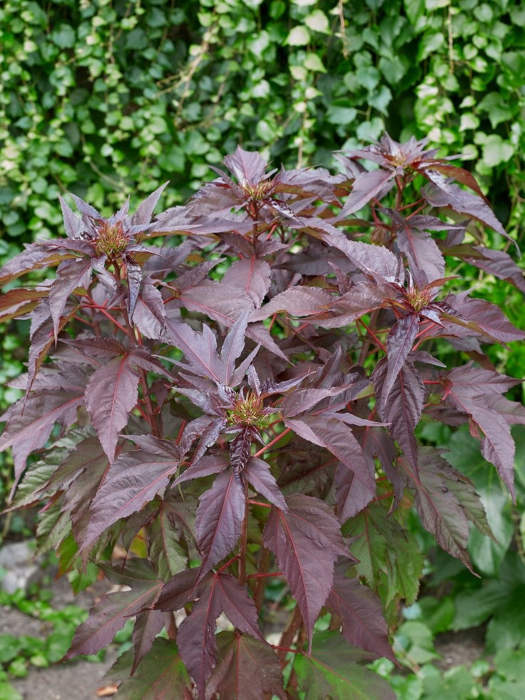 Hibiscus moscheutos ´Carousel® Jolly Heart ´ , Velkokvětý ibišek bílý, K17