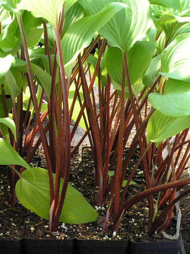 Hosta ´Red October´ , Funkie , Bohyška modrozelená, K11