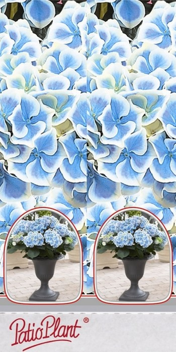 hydrangea bicolor bavaria