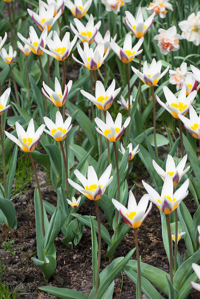 Tulipa ´Ice stick´ , Tulipán, bal. 5 ks, 11,12