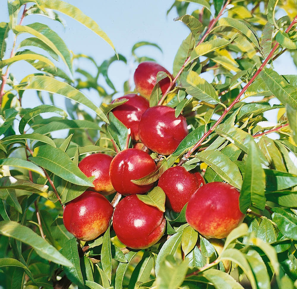 Prunus persica ´Independence´ , Nektarinka, brosk.semenáč