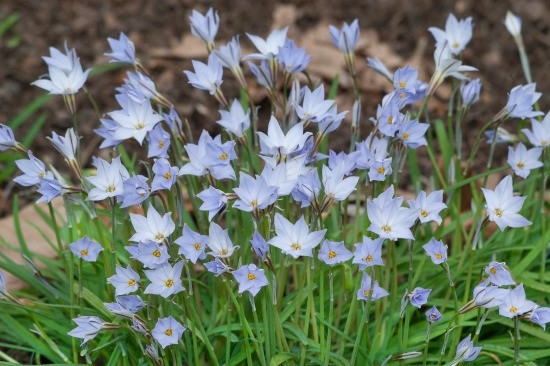 Ipheion Wisley Blue (Triteleia) , Triteleje, bal. 10 ks, I.