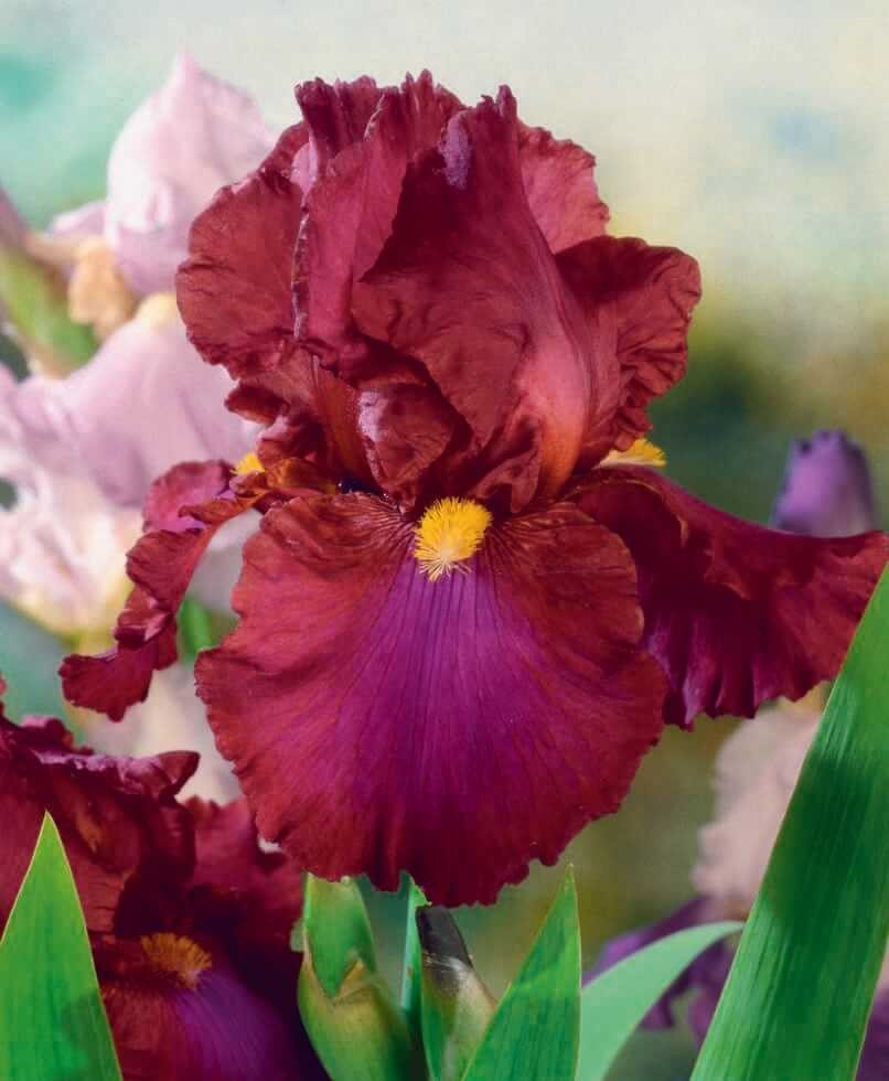 Iris germanica ´Red Zinger´ , Kosatec německý , I.