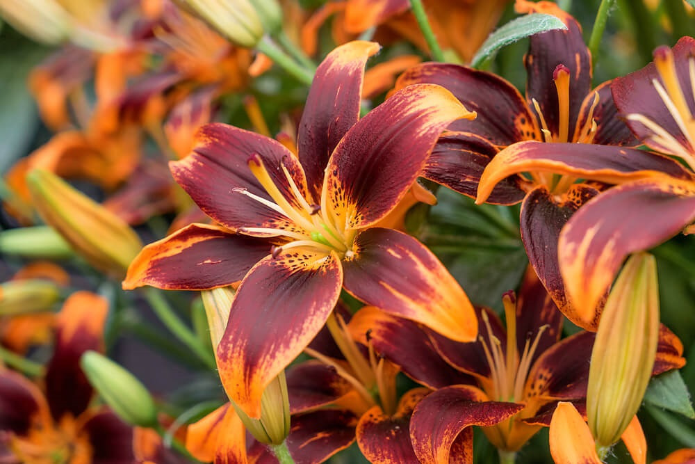 Lilium ´Forever Susan´ , Ľalia, 14,16