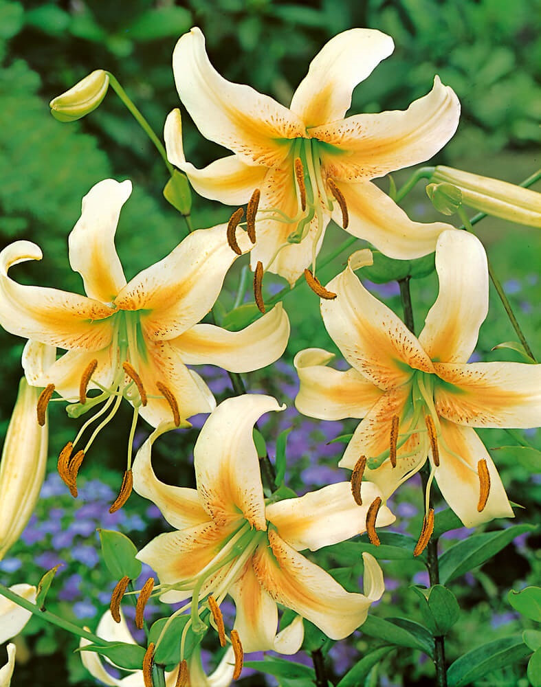 Lilium ´Lady Alice´ , Lilie, bal. 1 ks, 16,18