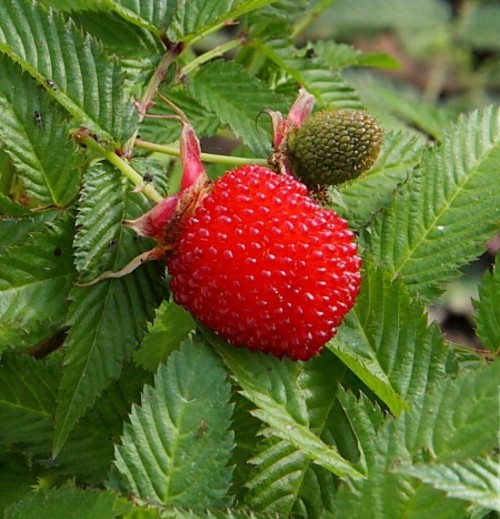 Rubus illecebrosus , Malinojahodník, 60-80 cm, K12