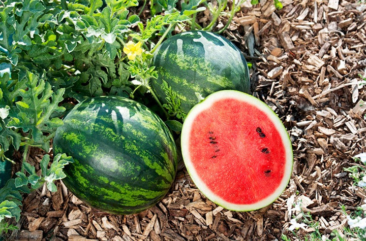 Meloun ´Mini Love F1´, roubovaná r., K11