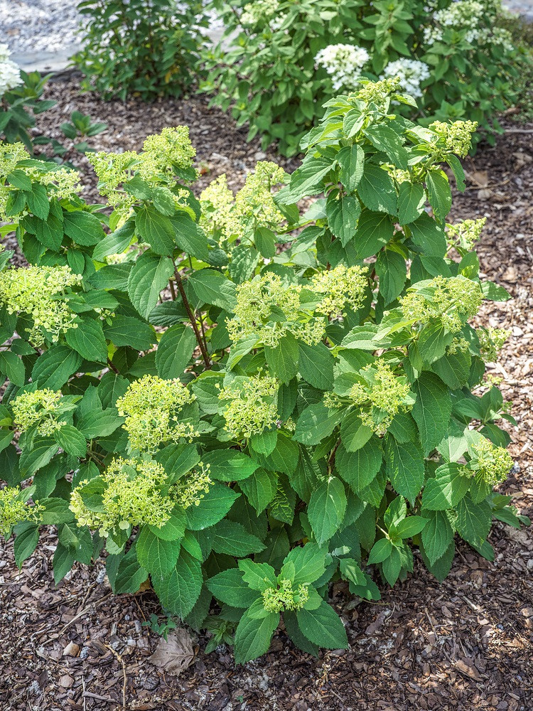 Hydrangea paniculata ´Mojito´® , Hortenzie latnatá, C2, 60 cm