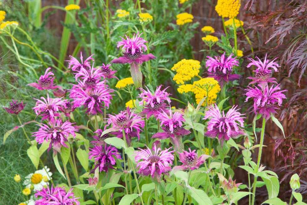Monarda x didyma ´Knight Violet´, Zavinutka, K9