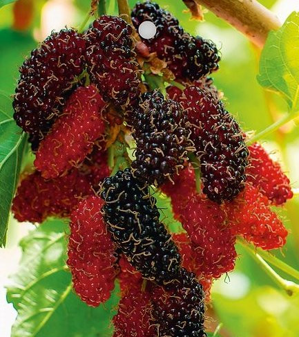 Morus alba x Morus rubra , Moruša čierna ´Gerardi Dwarf´, 40 cm+, C2