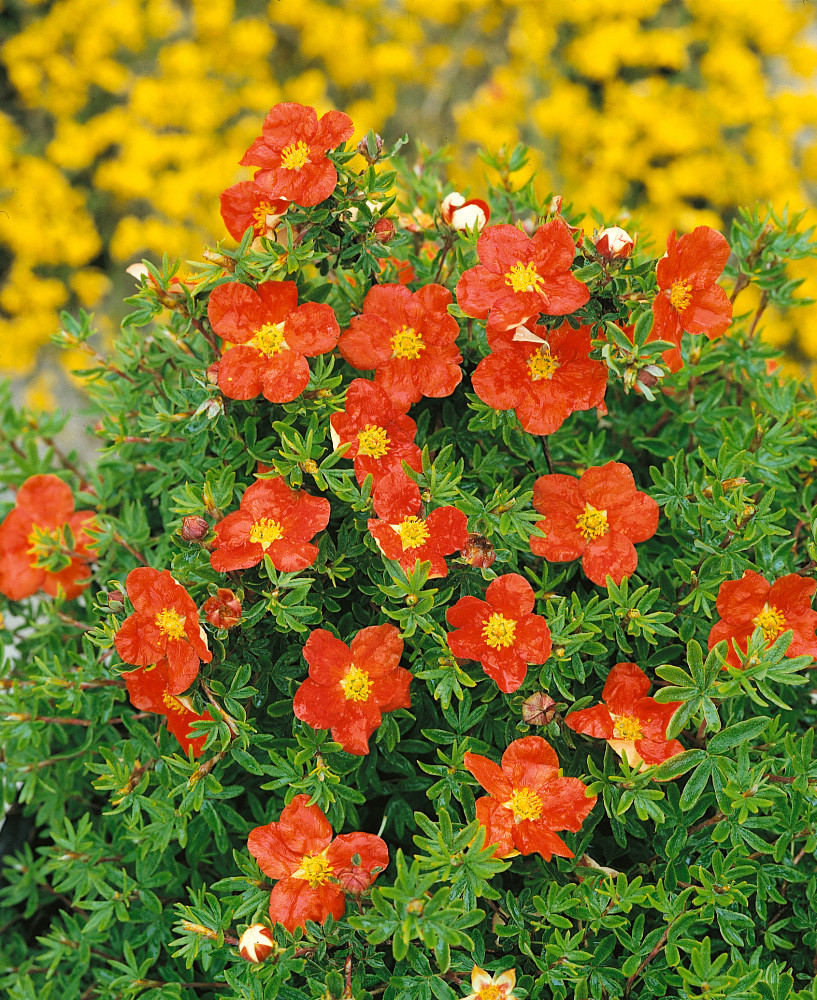 Potentilla fruticosa ´Marian Red Robin´® , Mochna křovitá červ., 15 ...