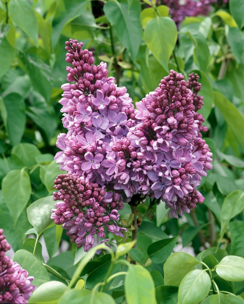 Syringa vulgaris ´Amethyst´ , Šeřík, 20-30 cm, C2