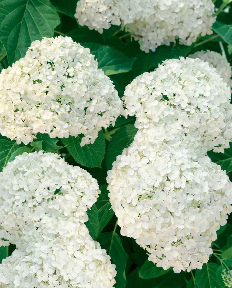 Hydrangea a. ´Grandiflora´ , Hortenzie stromečková, 40-50 cm, C3