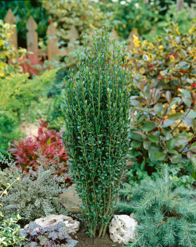 Ilex crenata ´Fastigiata´ , Cesmína vroubkovaná, 30-40 cm, C3