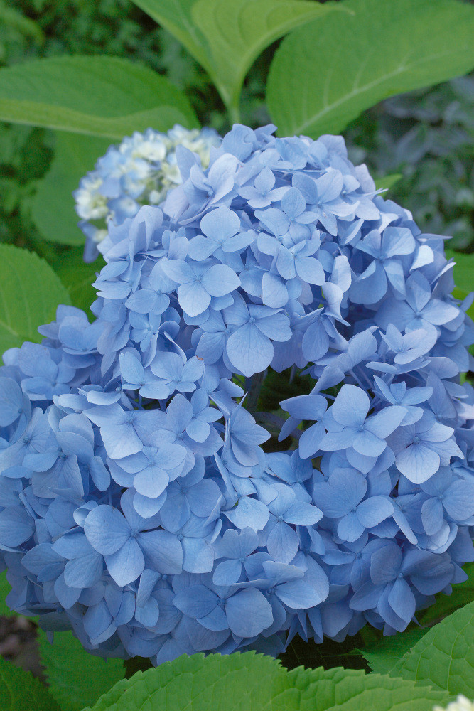 Hydrangea macrophylla ´Nikko Blue´ , Hortenzie velkolistá, 15-20 cm, K12