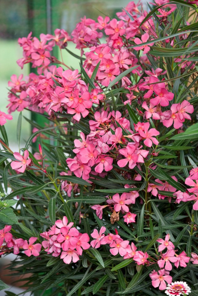 Nerium oleander ´ALSACE´ , Oleandr obecný světle růžový, 20 cm, K9