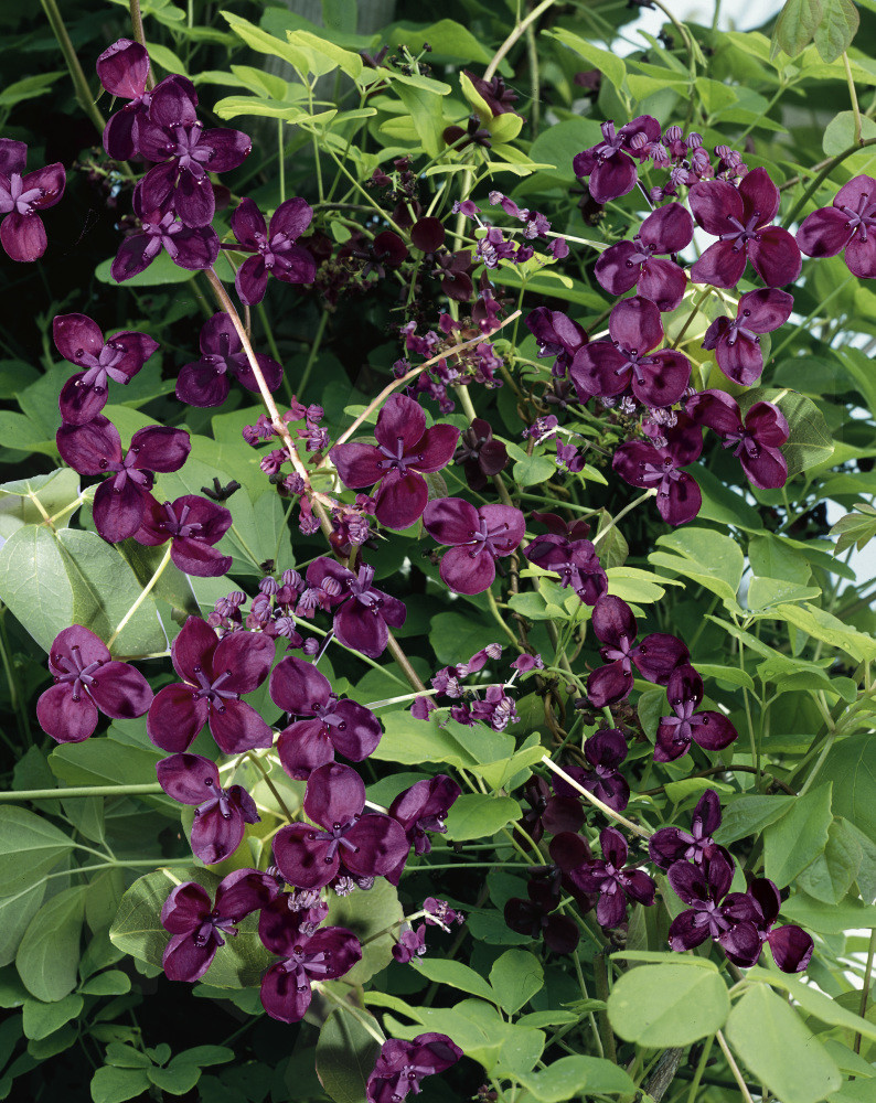 Akebia quinata , Akebie pětičetná , K11