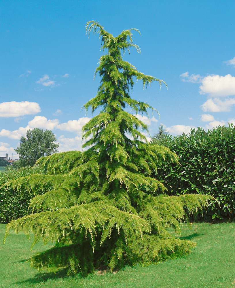 Cedrus deodara ´Aurea´ , Cedr himalájský, 130-150 cm, C12