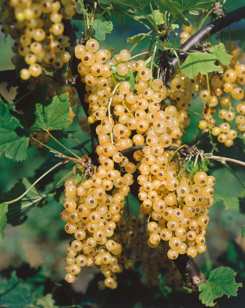 Ribes rubrum ´Primus´ , Rybíz bílý, keř, K12