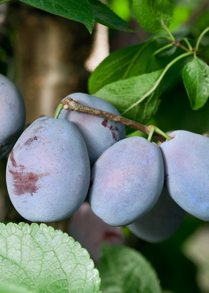 Prunus domestica ´Jojo´ , Slivoň podzimní rezistentní, Wawit., 125,150, C7