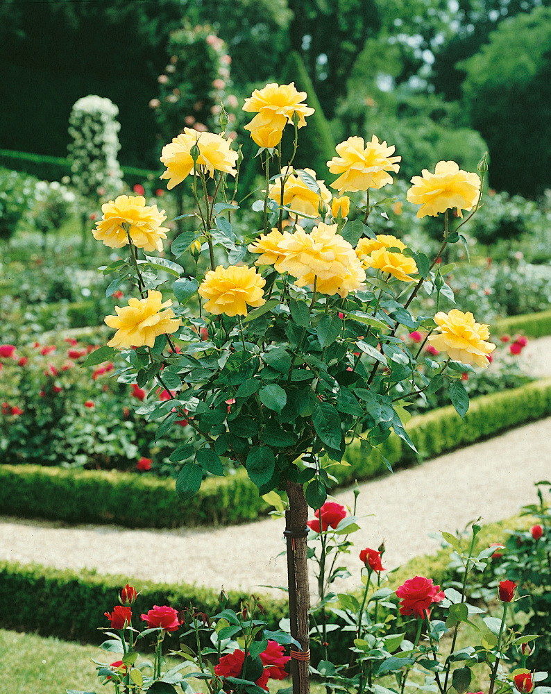 Rosa ´Casanova´ , Růže čajohybrid, STROMEK 120 cm, C2
