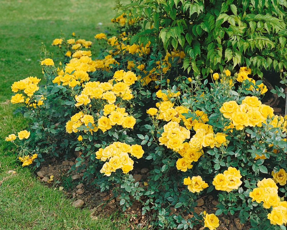 Rosa ´Citron´ , Růže mnohokvětá žlutá, keř, BK