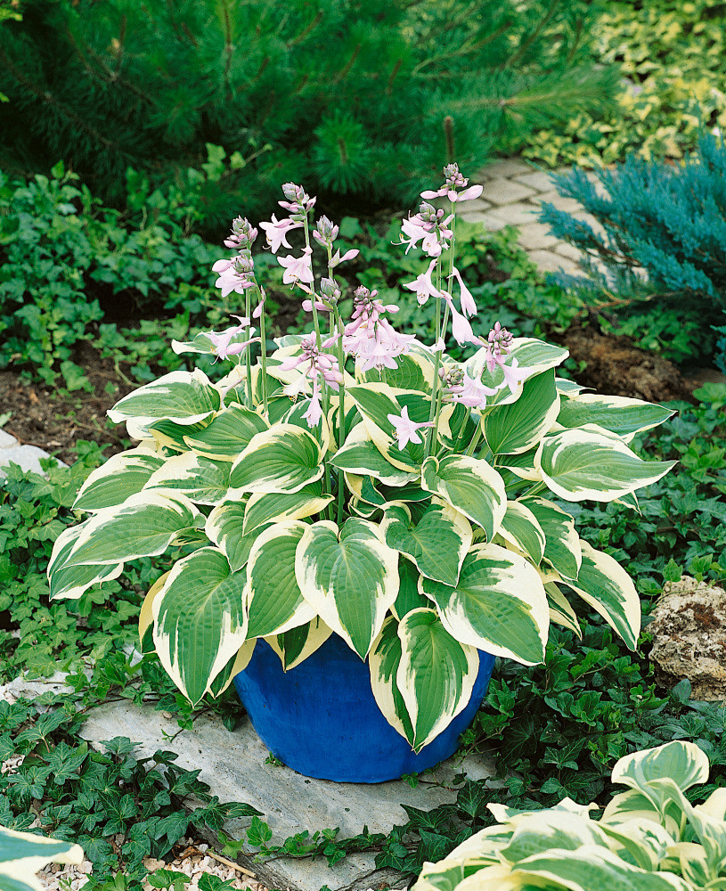 Hosta ´Wide Brim´ , Hosta , Bohyška , Funkie, C1