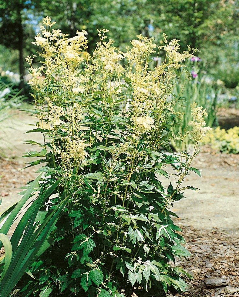 Filipendula ulmaria ´Variegata´, Tužebník jilmový, K9